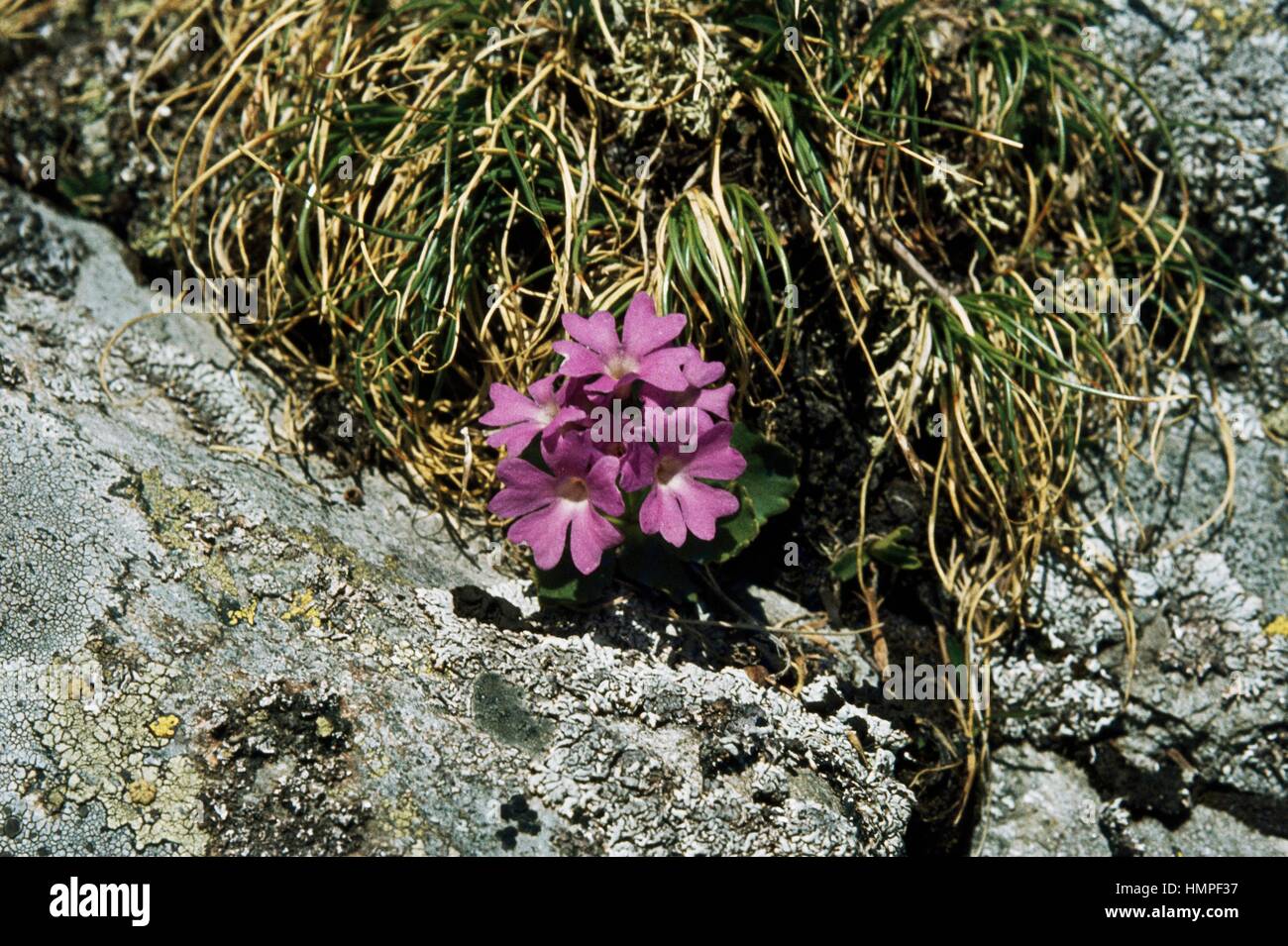Primula hirsuta hi-res stock photography and images - Alamy