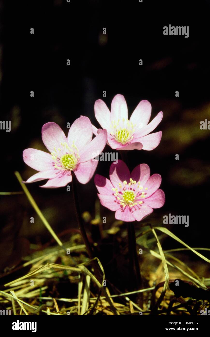 American liverleaf hi-res stock photography and images - Alamy