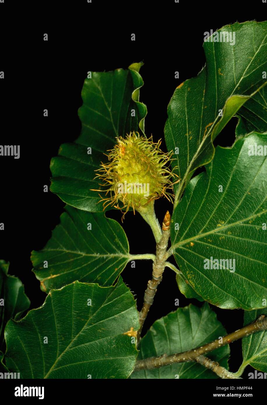 Wild Beech or European Beech leaves and beech-nut (Fagus sylvatica ...