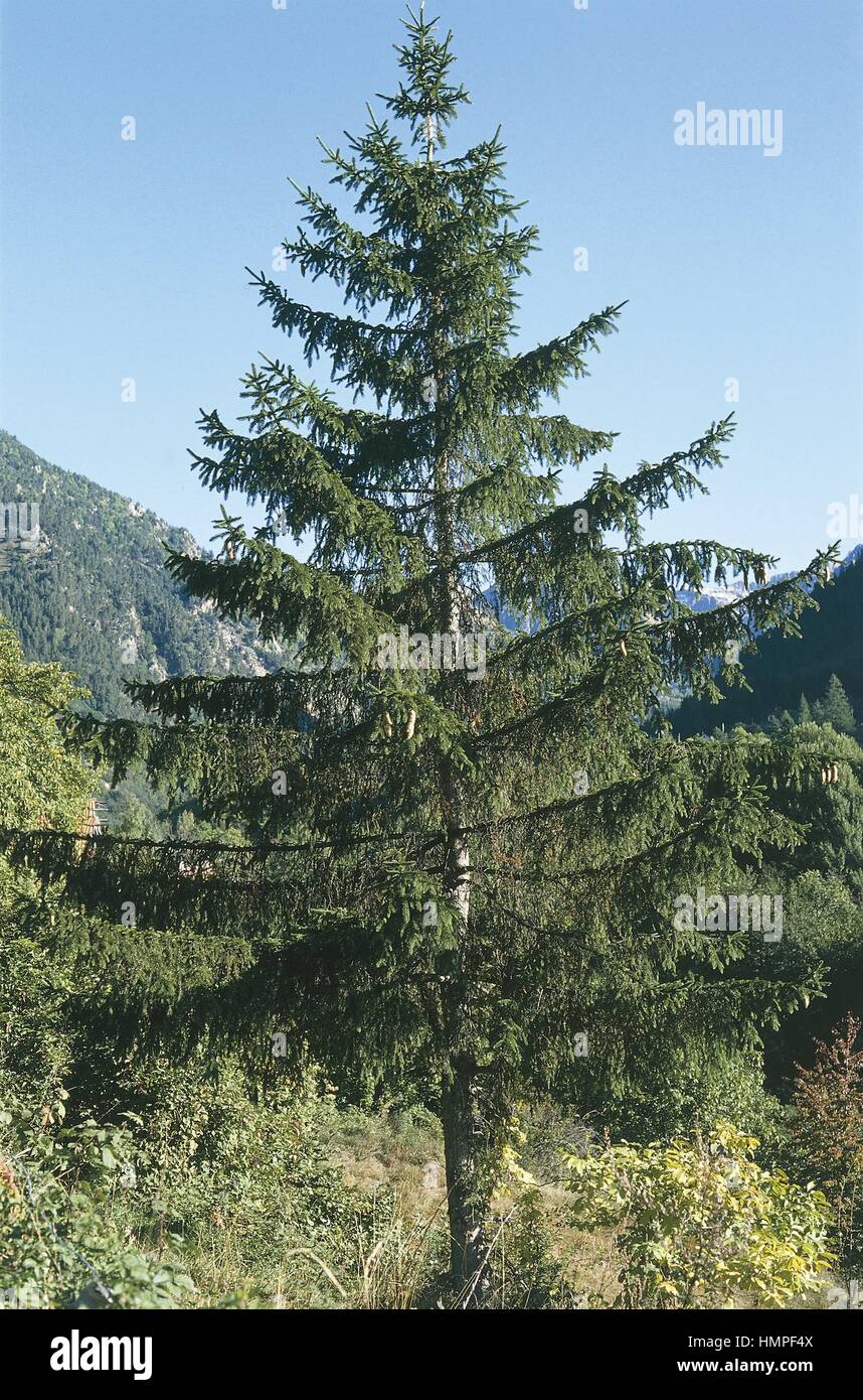 Botany - Trees - Pinaceae - Norway Spruce (Picea abies Stock Photo - Alamy