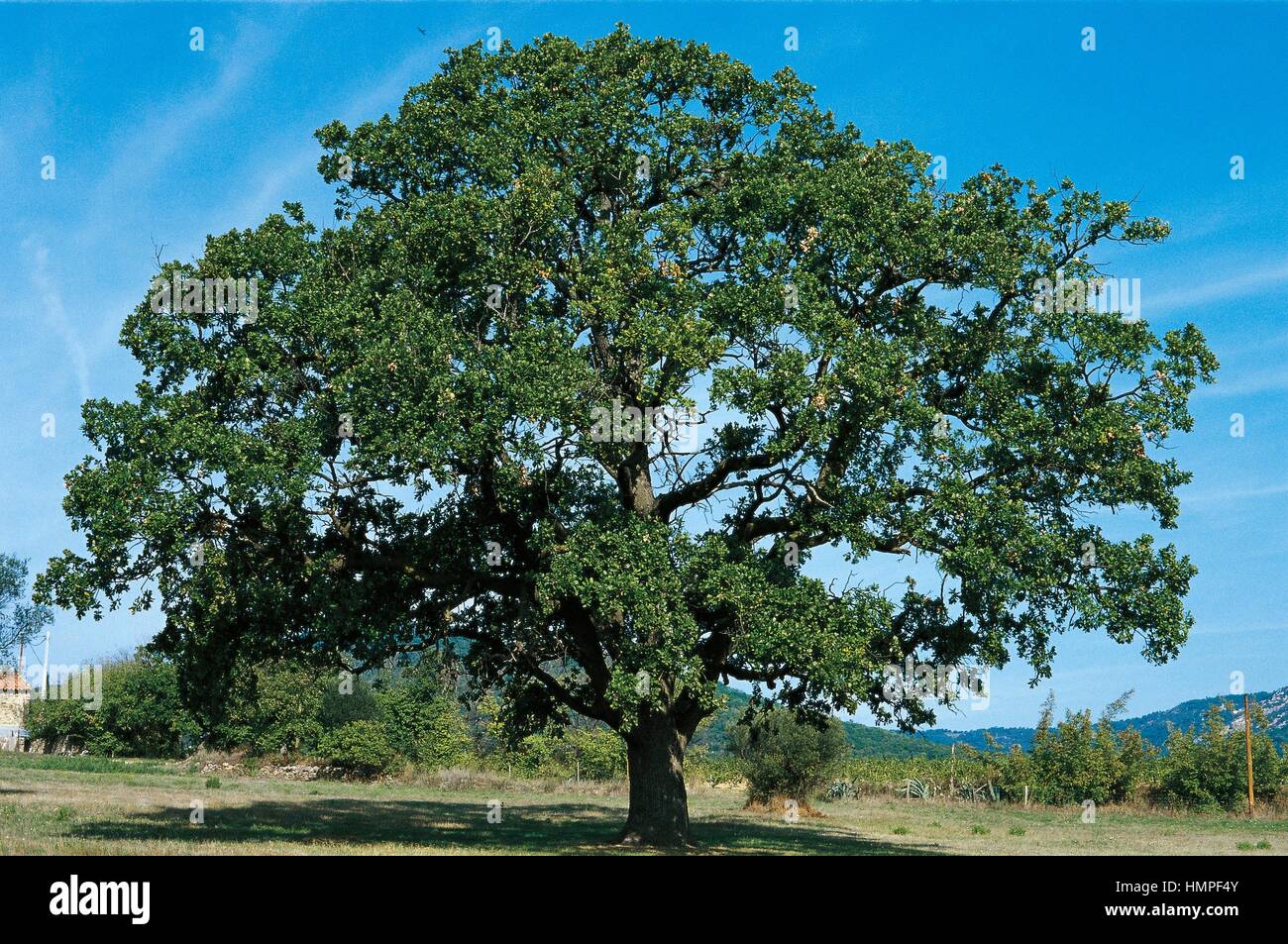 Oak (Quercus pubescens), Fagaceae Stock Photo - Alamy