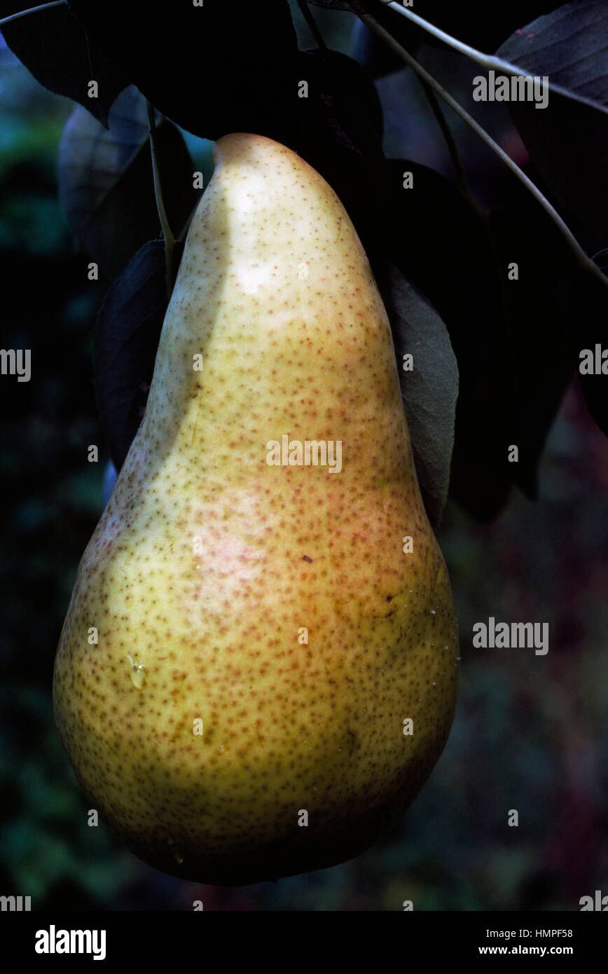 Guyot Pear (Pyrus communis), Rosaceae Stock Photo - Alamy