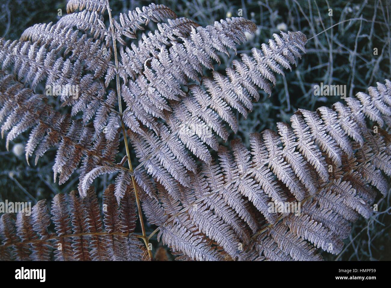 Soft ferns hi-res stock photography and images - Alamy