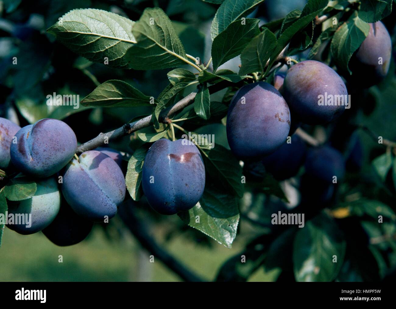 Common plum hi-res stock photography and images - Alamy