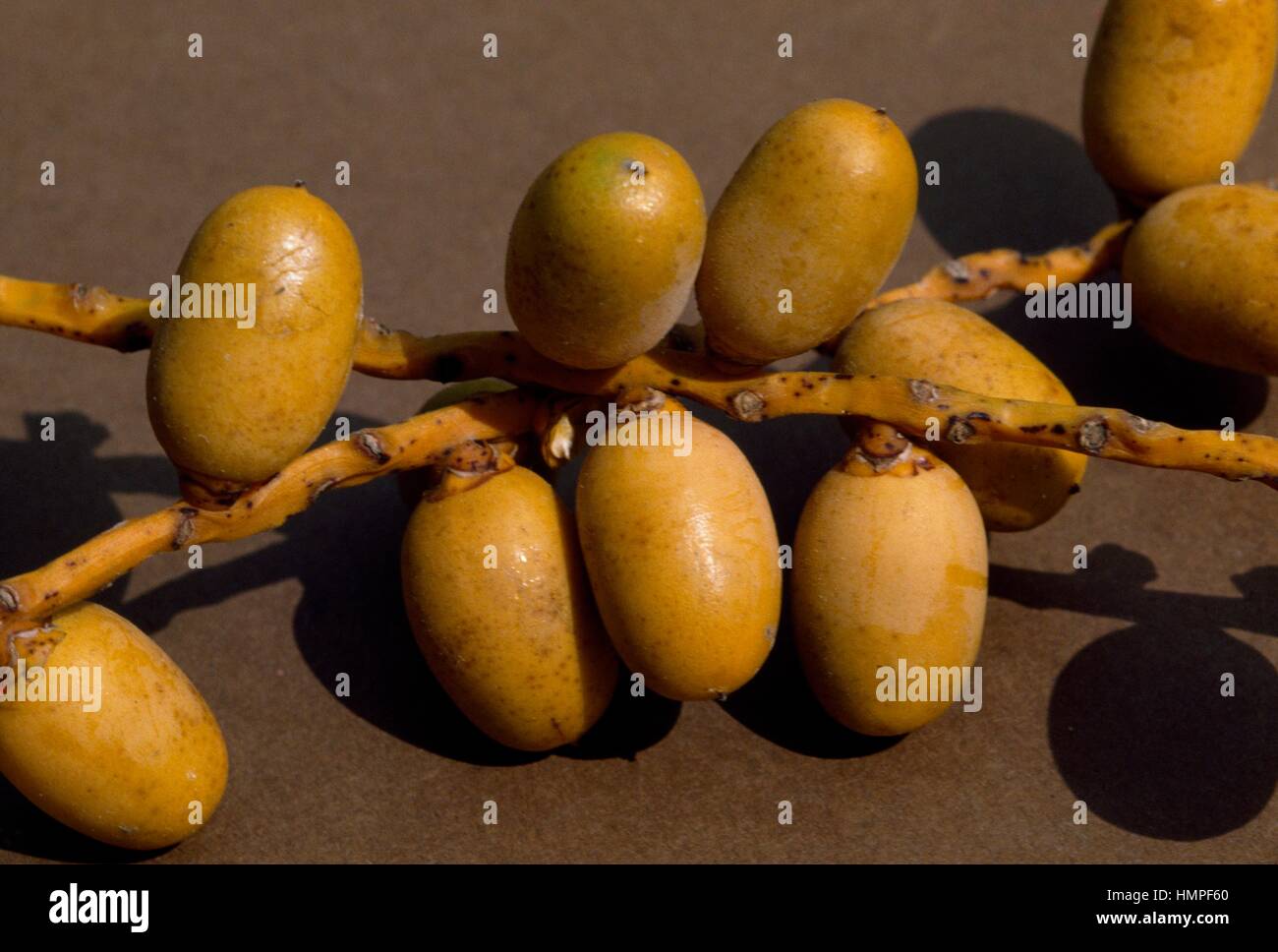 Dates (Phoenix dactylifera), Arecaceae Stock Photo - Alamy