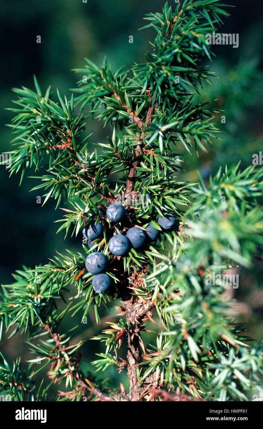 Common juniper berries hi-res stock photography and images - Alamy