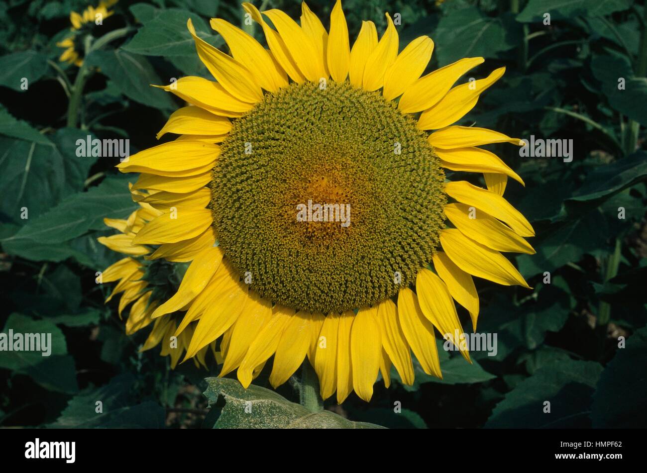 Sunflower (Helianthus annuus), Asteraceae Stock Photo - Alamy