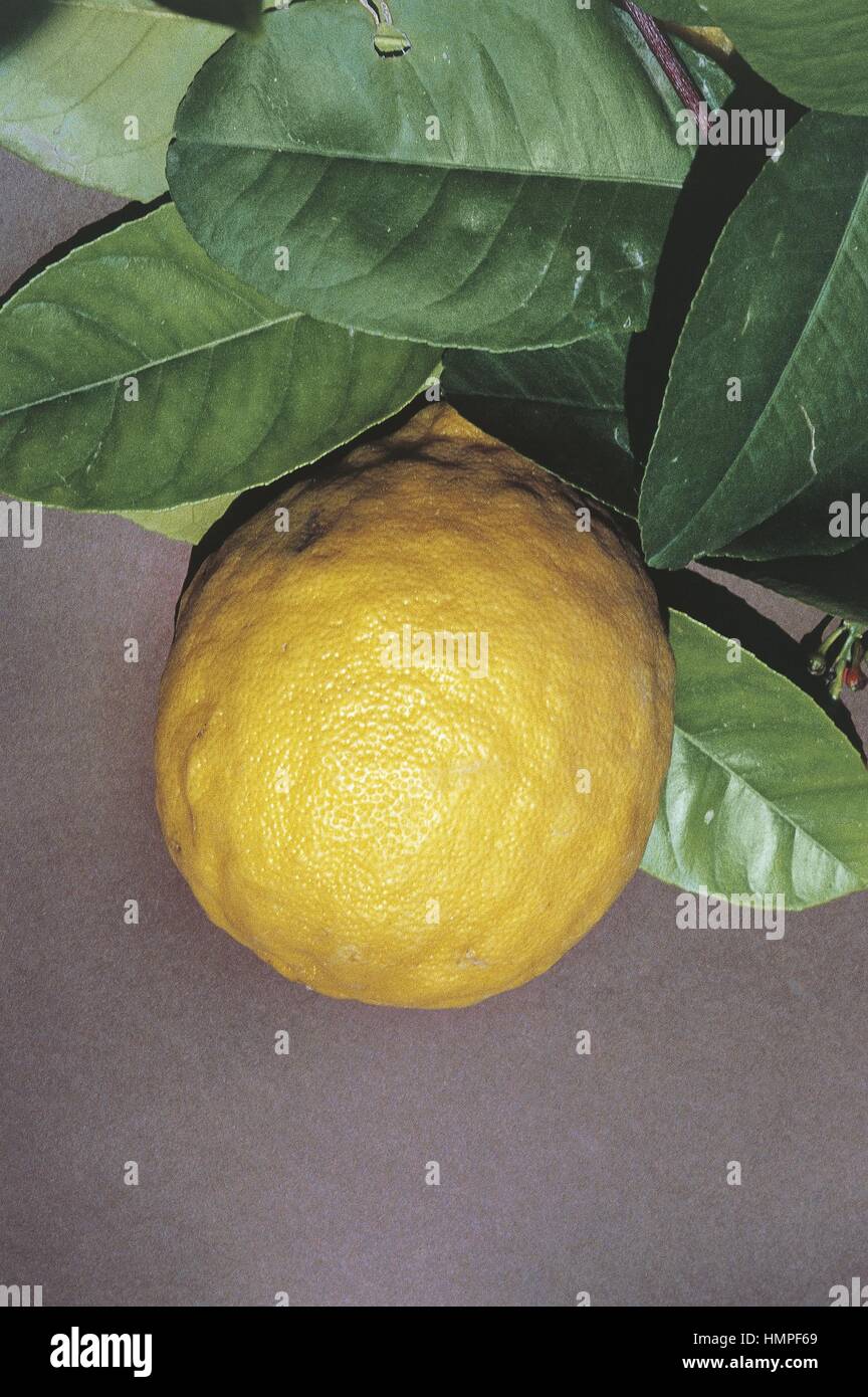Citrus limonum hi-res stock photography and images - Alamy