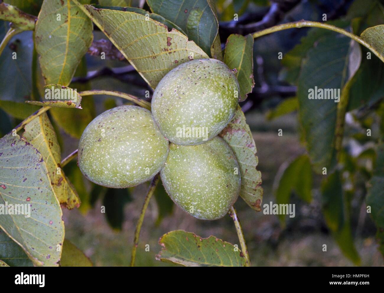 Persian Walnut (Juglans regia), Juglandaceae Stock Photo - Alamy