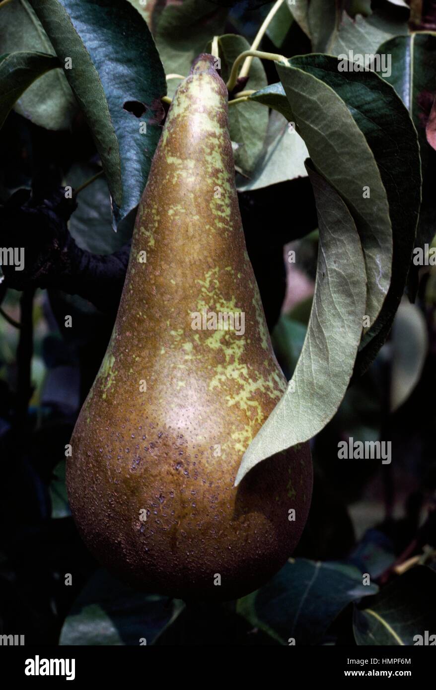 Abate Fetel Pear (Pyrus communis), Rosaceae Stock Photo - Alamy