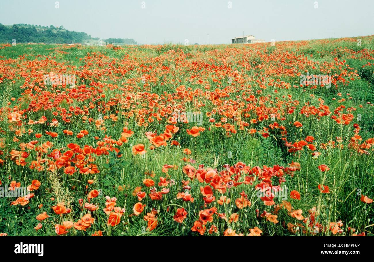 Alpine poppy (Papaver alpinum), Papaveraceae Stock Photo - Alamy