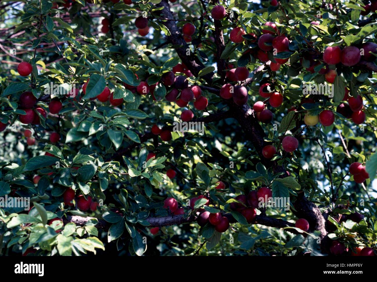 Common Plum Stock Photos & Common Plum Stock Images - Alamy