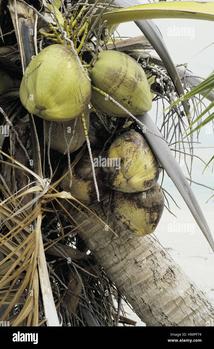 Botany - Trees - Arecaceae - Coconut palm (Cocos nucifera), detail of ...