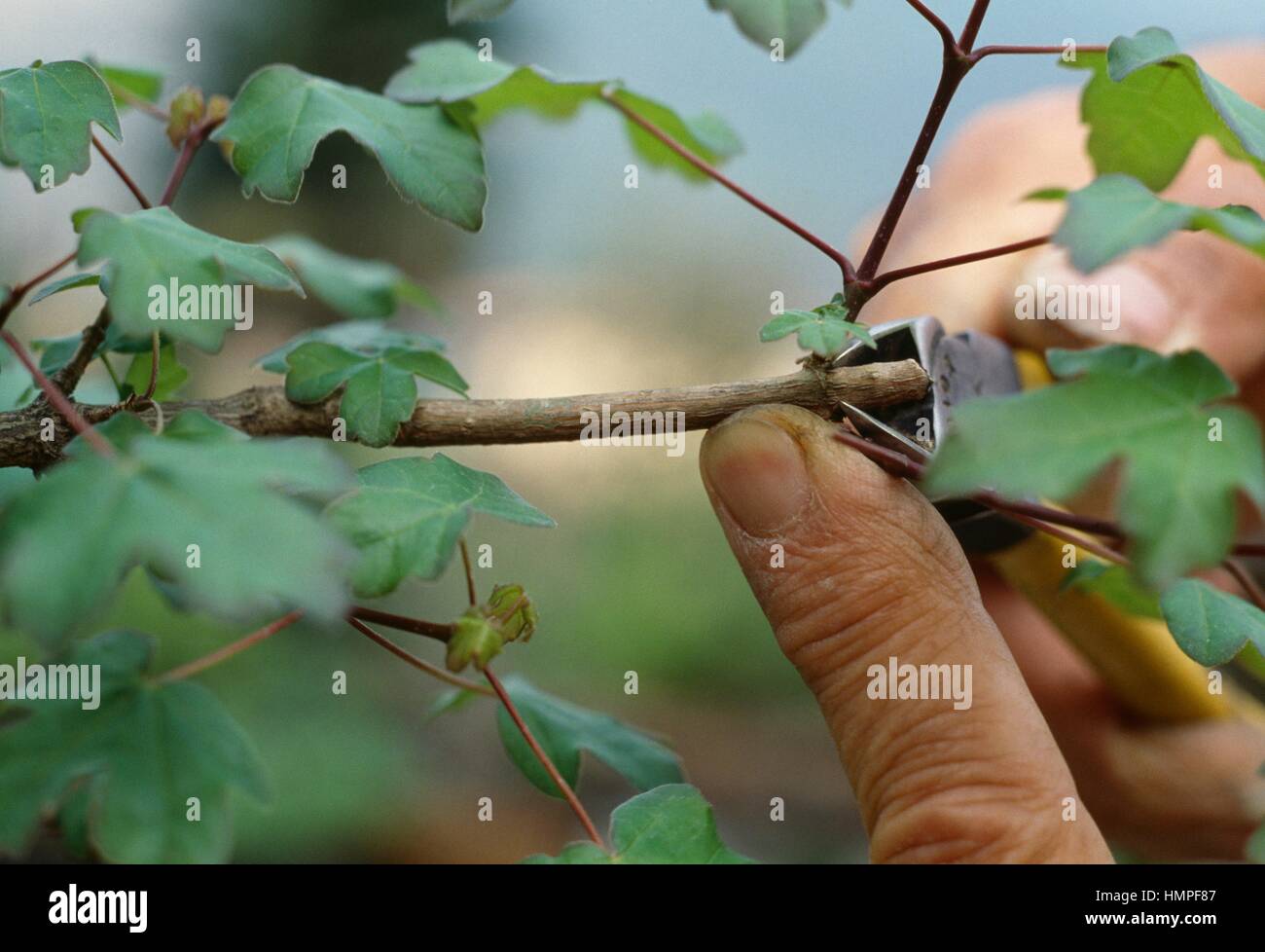 Pruning of a Japanese Maple bonsai with secateurs (Acer palmatum ...