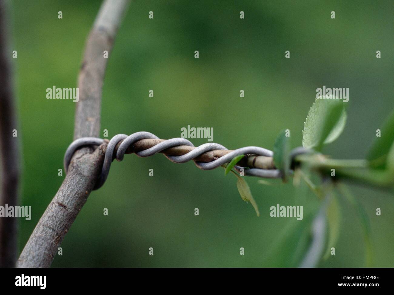 Twist branch hi-res stock photography and images - Alamy