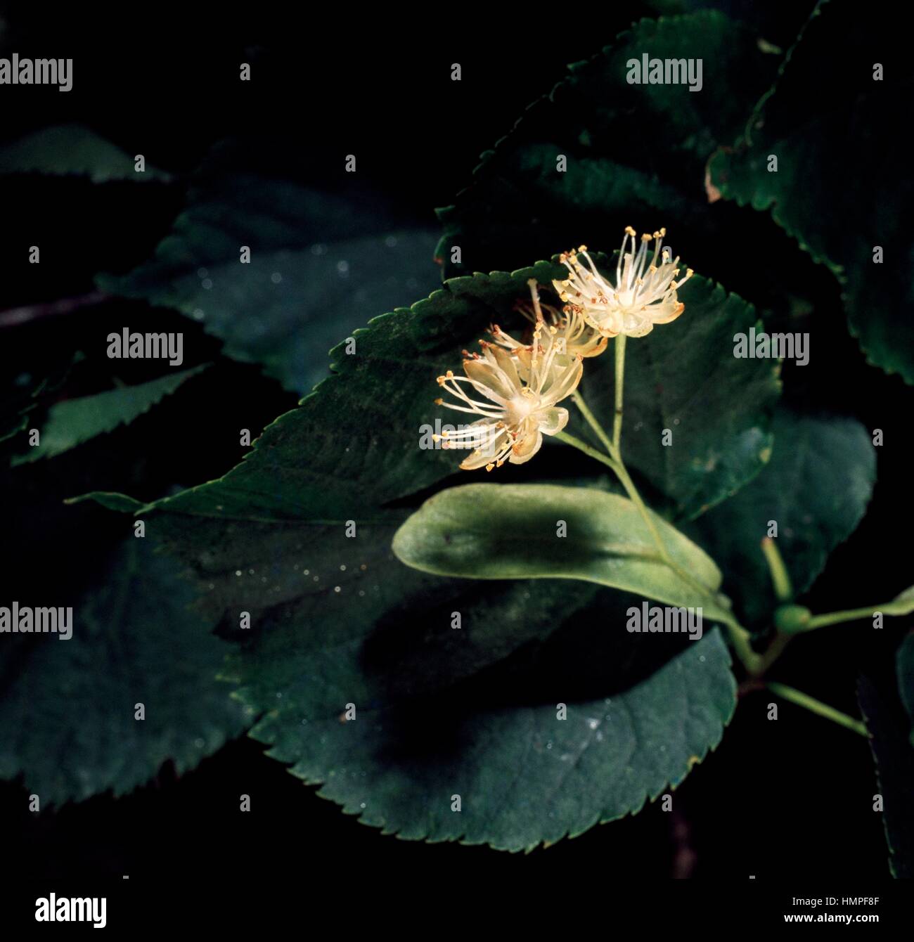 Leaves and flowers of Large-leaved Linden or Large-leaved Lime (Tilia ...