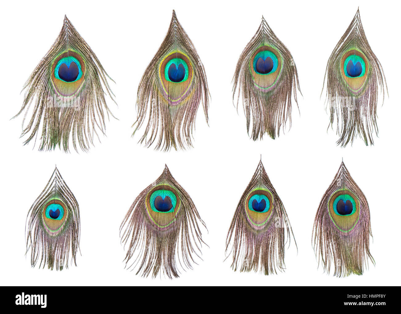 Eye of peacock Cut Out Stock Images & Pictures - Alamy