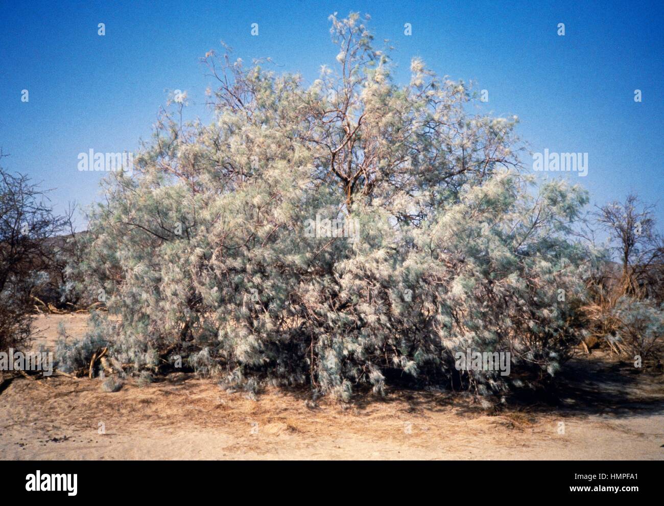 Tamarix sp winter foliage, Tamaricaceae, Sahara, Africa Stock Photo - Alamy