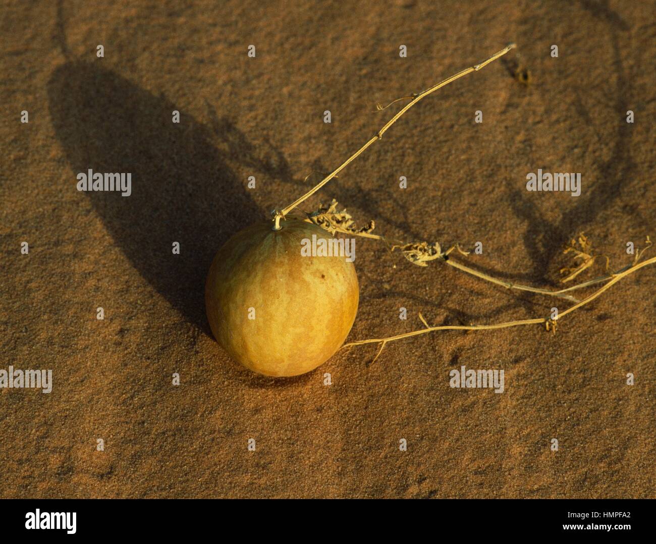 Colocynth, Bitter Apple, Bitter Cucumber or Desert Gourd fruit ...