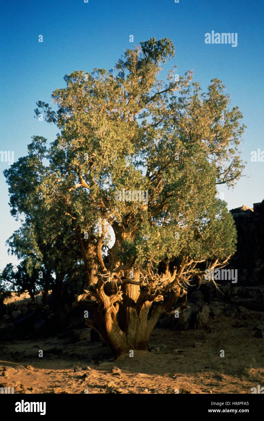 Saharan cypress tree hi-res stock photography and images - Alamy