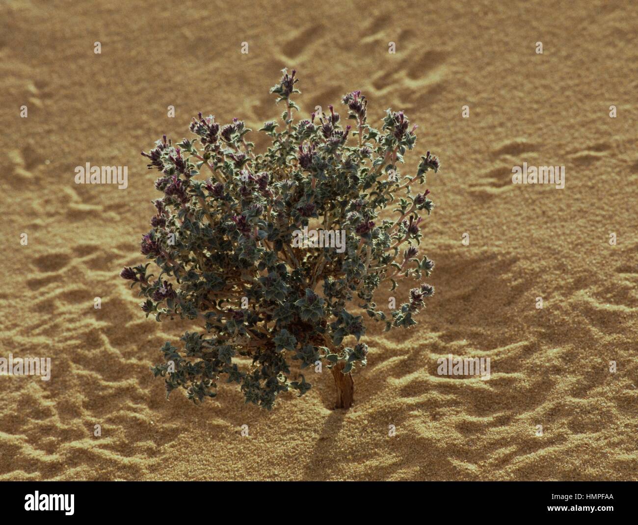 Desert plant, Sahara, Africa Stock Photo - Alamy