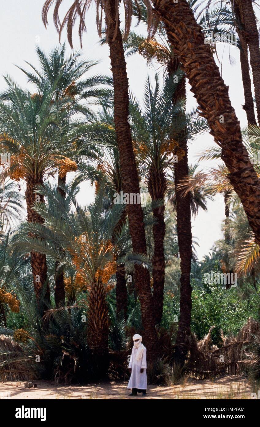 Date palms (Phoenix dactylifera), Arecaceae, Sahara, Africa Stock Photo ...