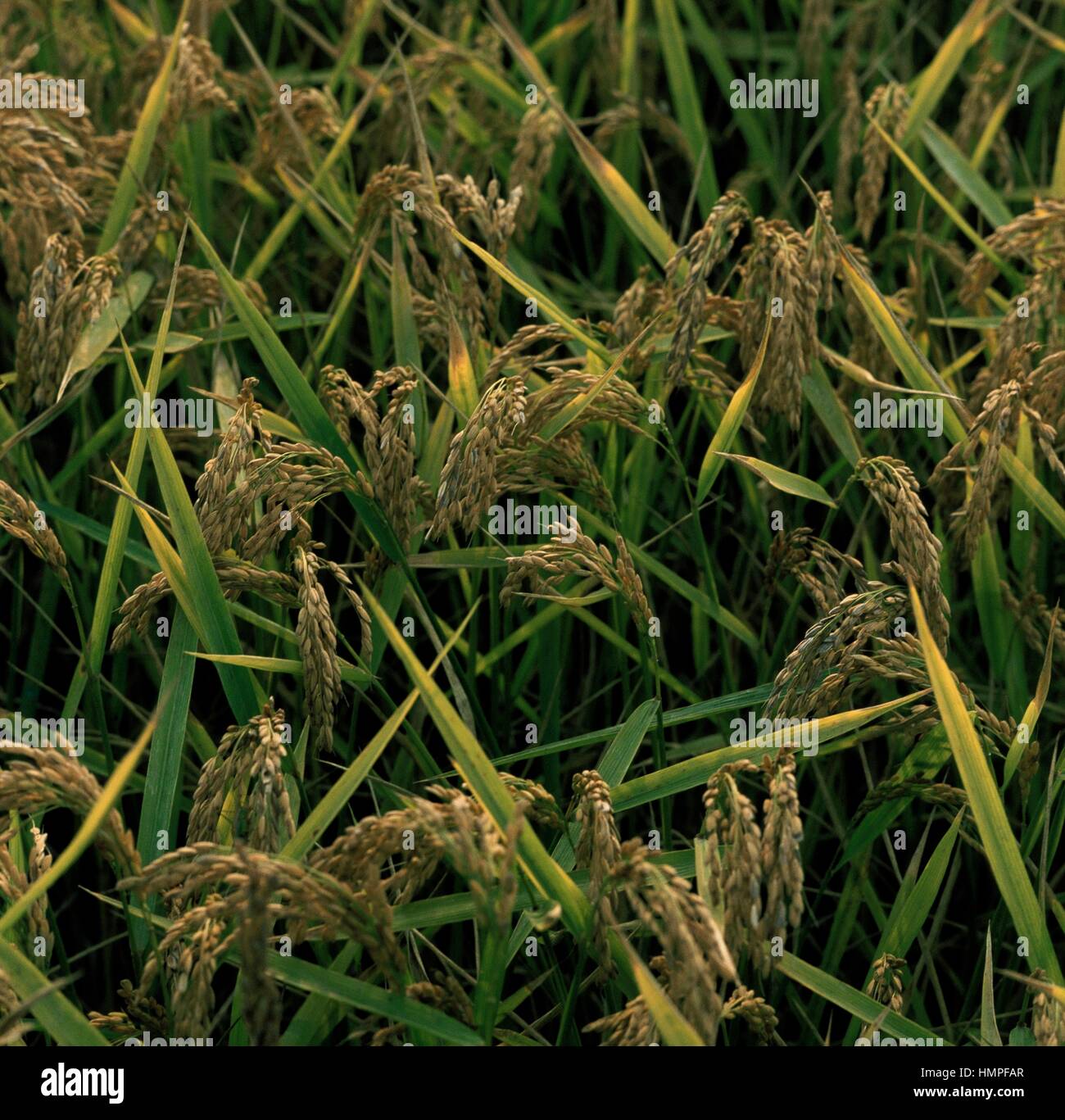 Rice ears oryza sativa hi-res stock photography and images - Alamy