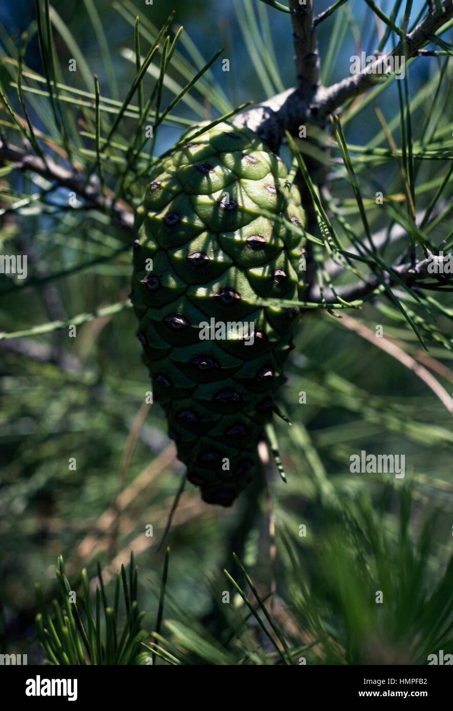Pine leaf pinus sp leaf hi-res stock photography and images - Alamy