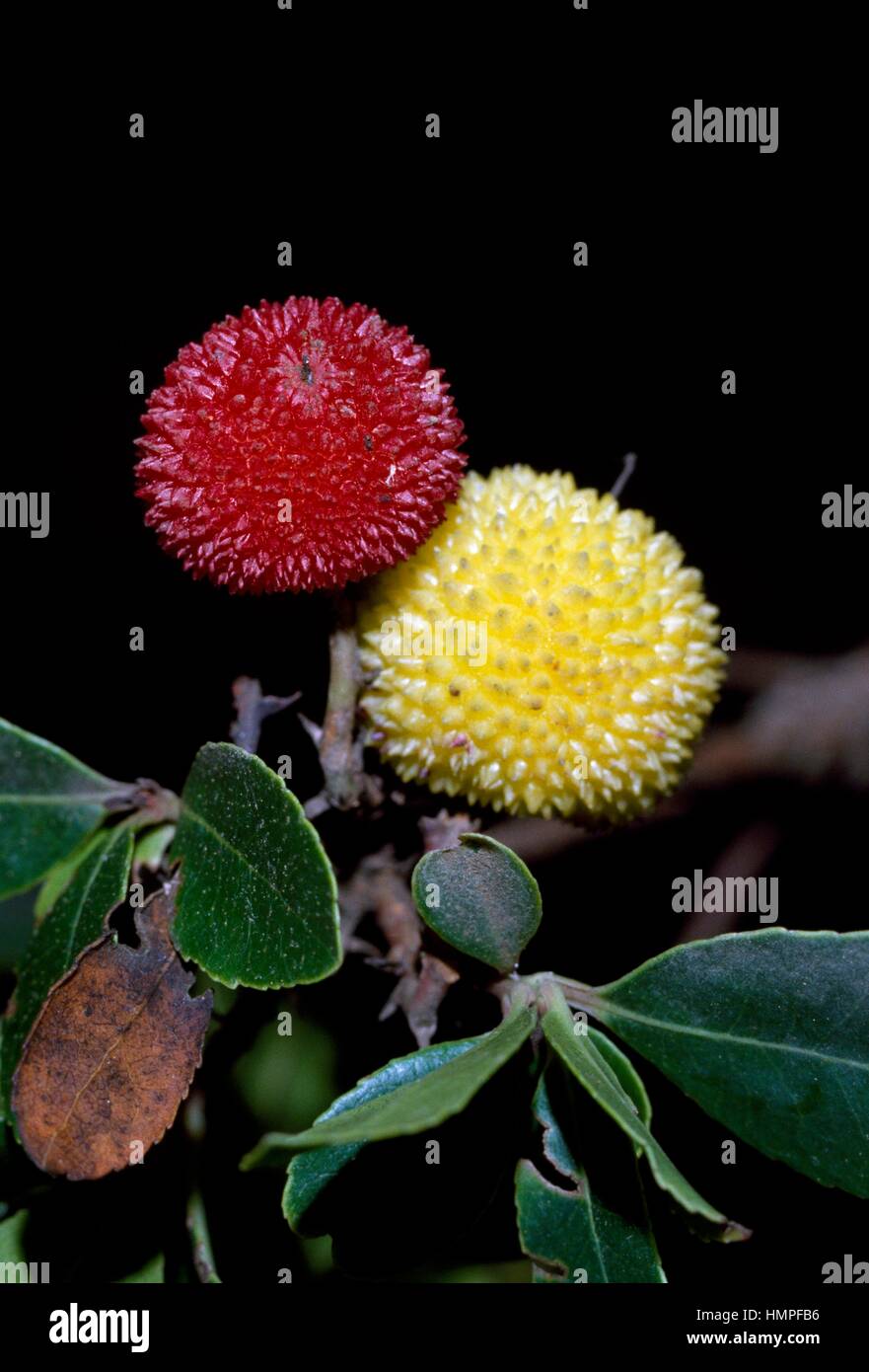 Fruits of the Strawberry Tree (Arbutus unedo), Ericaceae Stock Photo ...