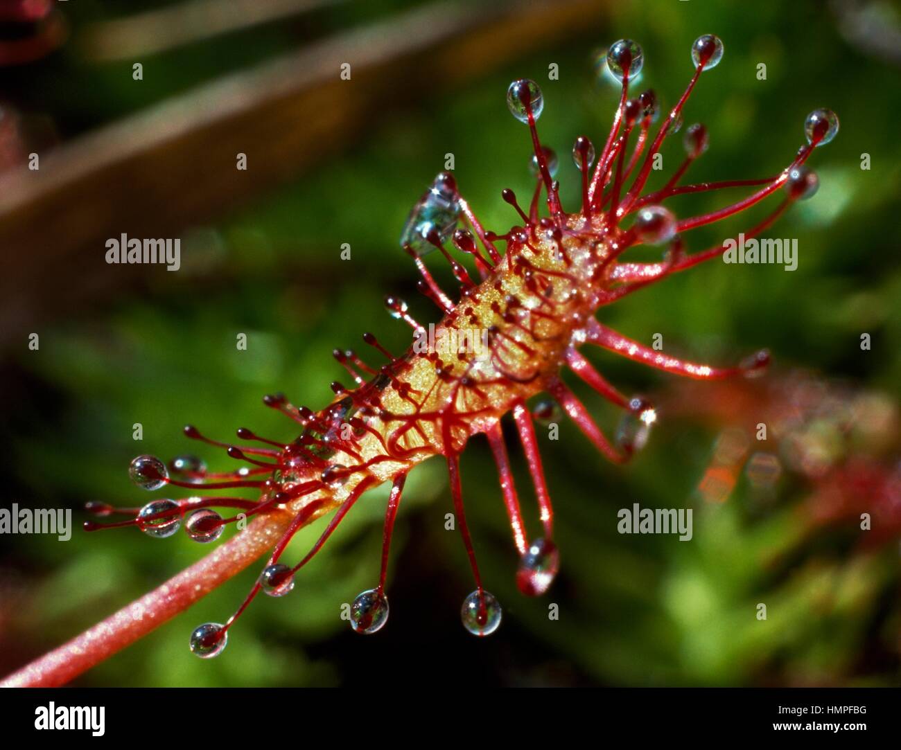 Spoonleaf hi-res stock photography and images - Alamy