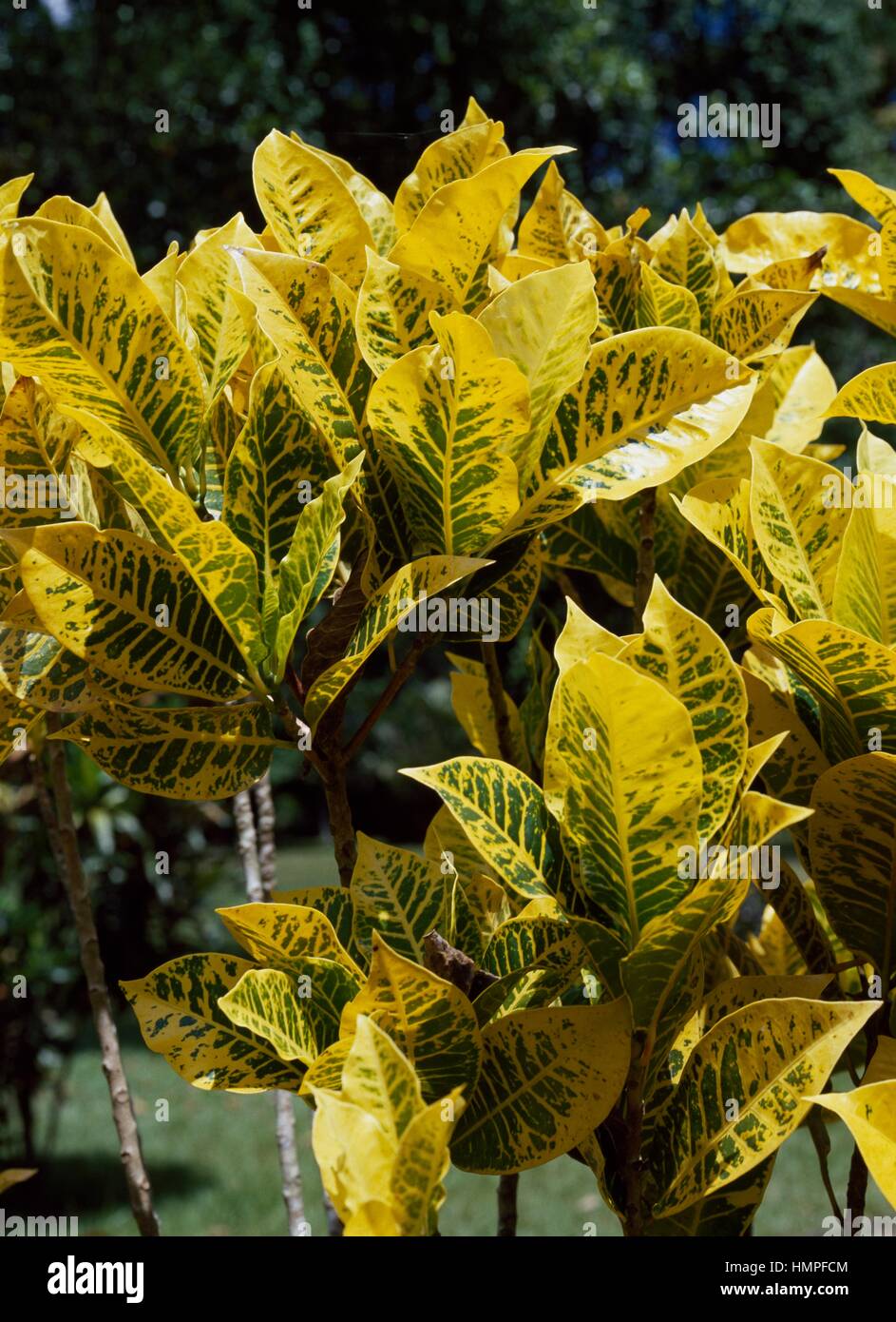 Hybrid of Garden Croton (Codiaeum sp), Euphorbiaceae Stock Photo - Alamy