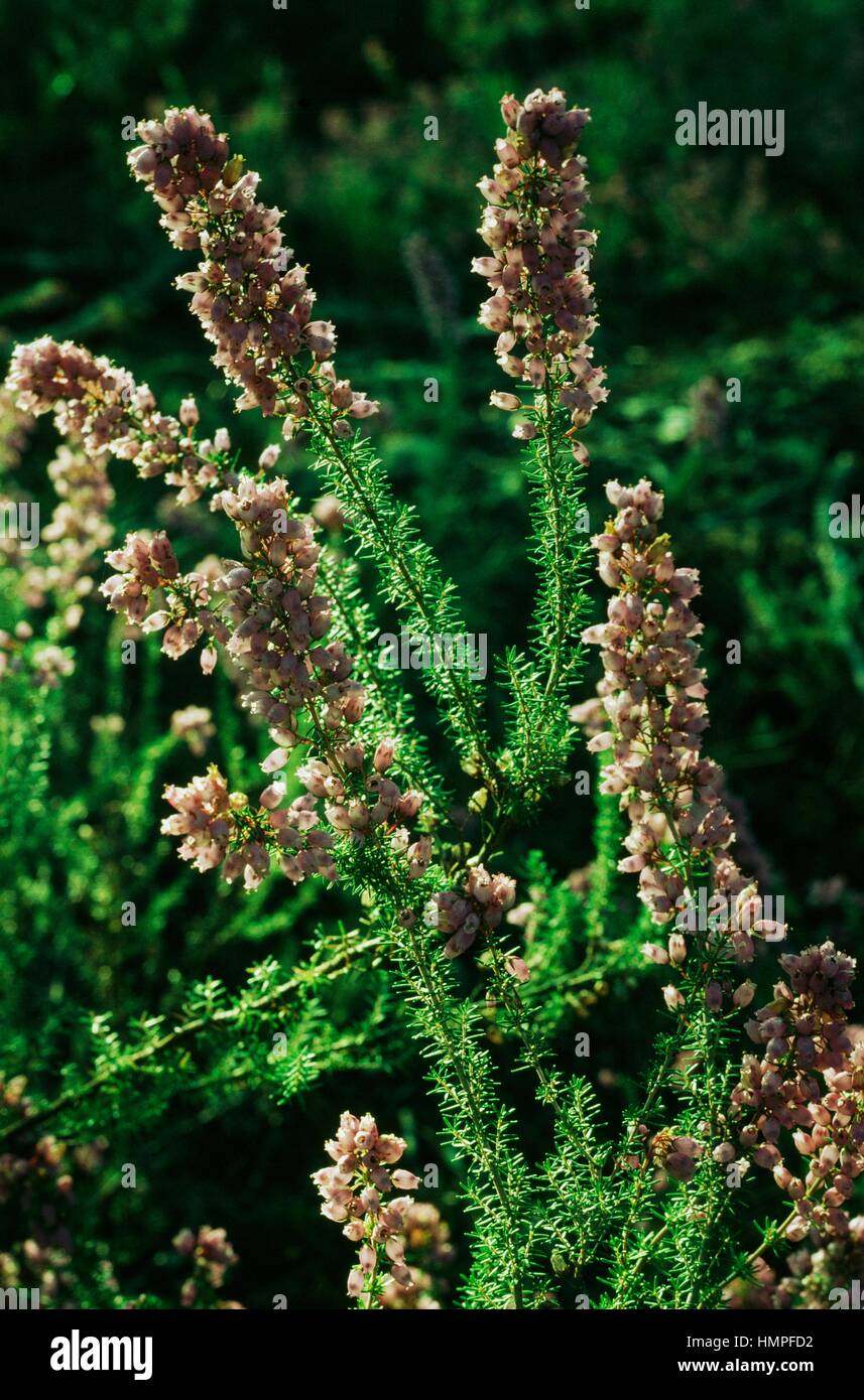 Winter heath or Alpine heath (Erica carnea or Erica herbacea ...