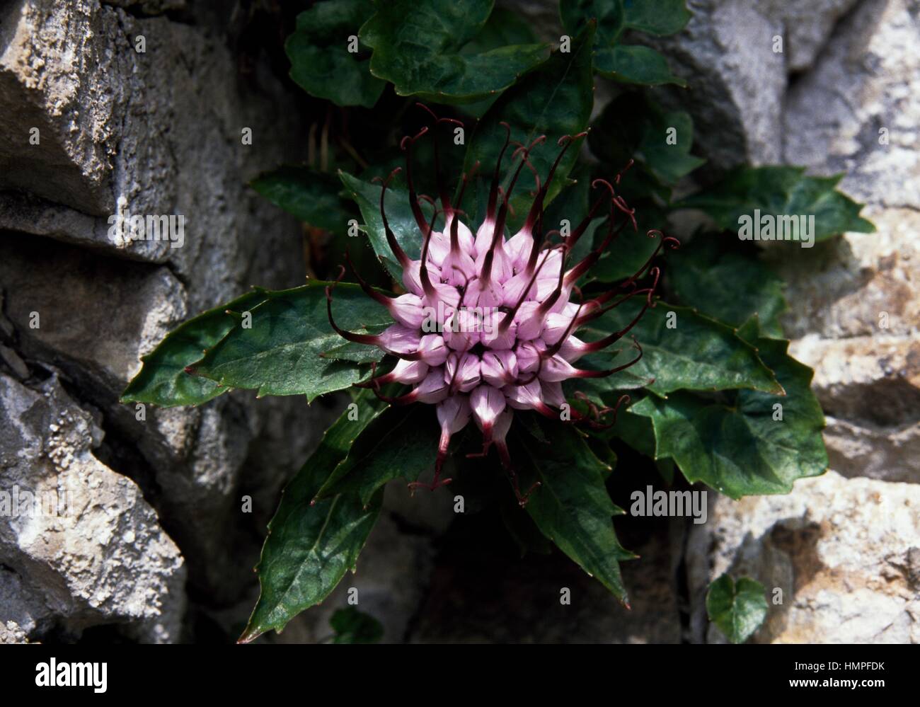 Tufted Horned Rampion or Devil's Claw (Physoplexis comosa ...