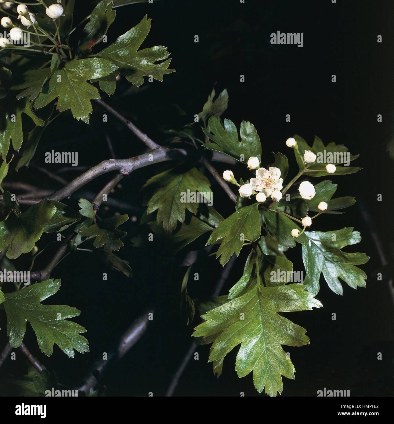 Botany - Trees - Rosaceae - Hawthorn (Crataegus oxyacantha), close-up ...