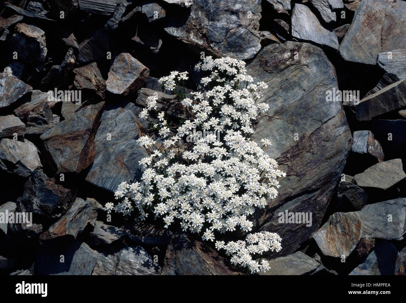 Iberis sp hi-res stock photography and images - Alamy