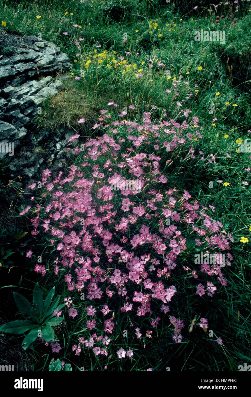Carnation (Dianthus sp), Caryophyllaceae Stock Photo - Alamy