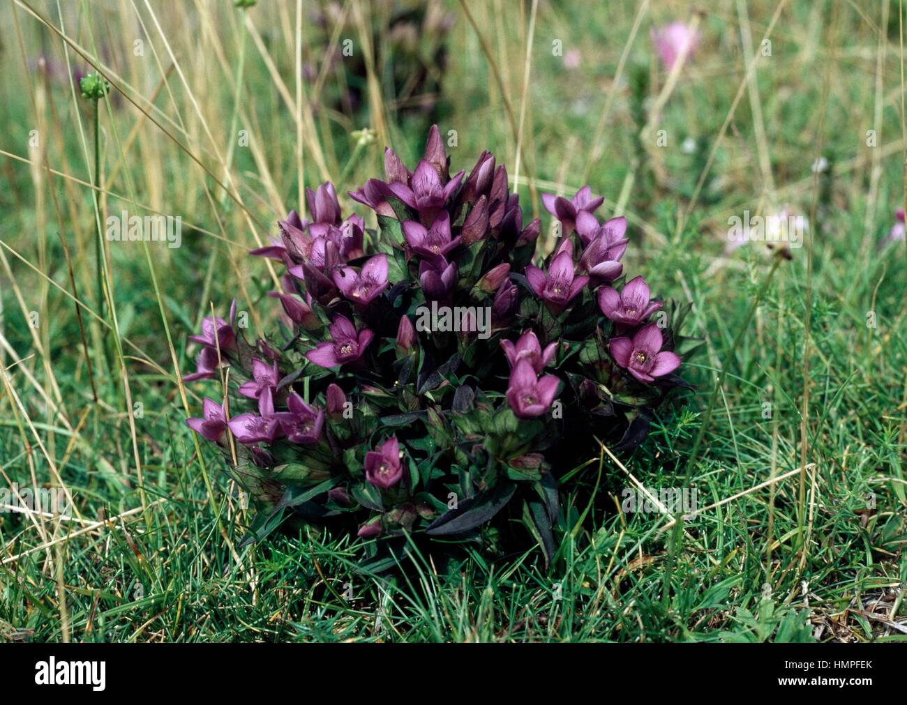 Field Gentian Gentianella Campestris High Resolution Stock Photography ...