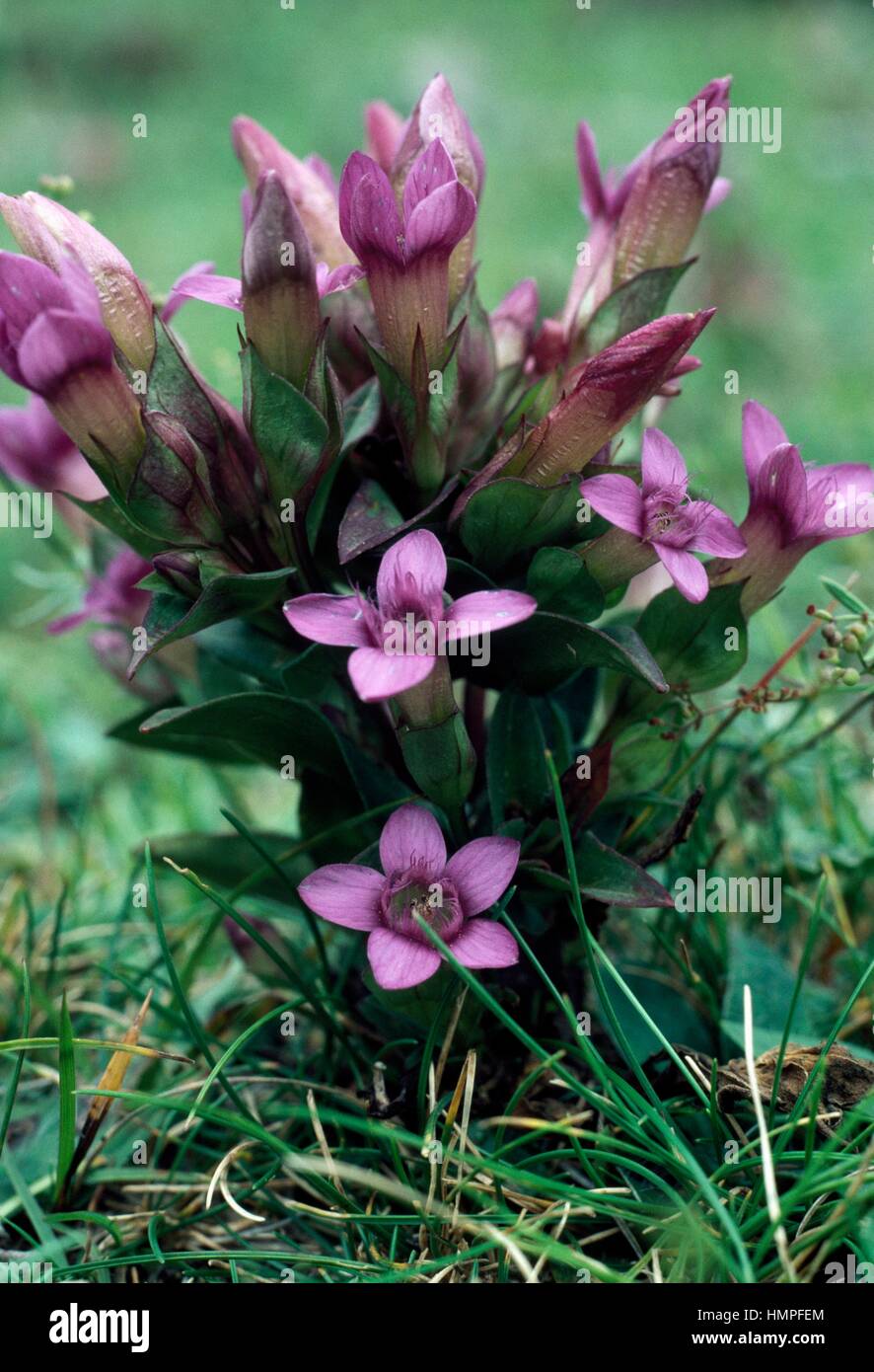 Field Gentian Gentianella Campestris High Resolution Stock Photography ...