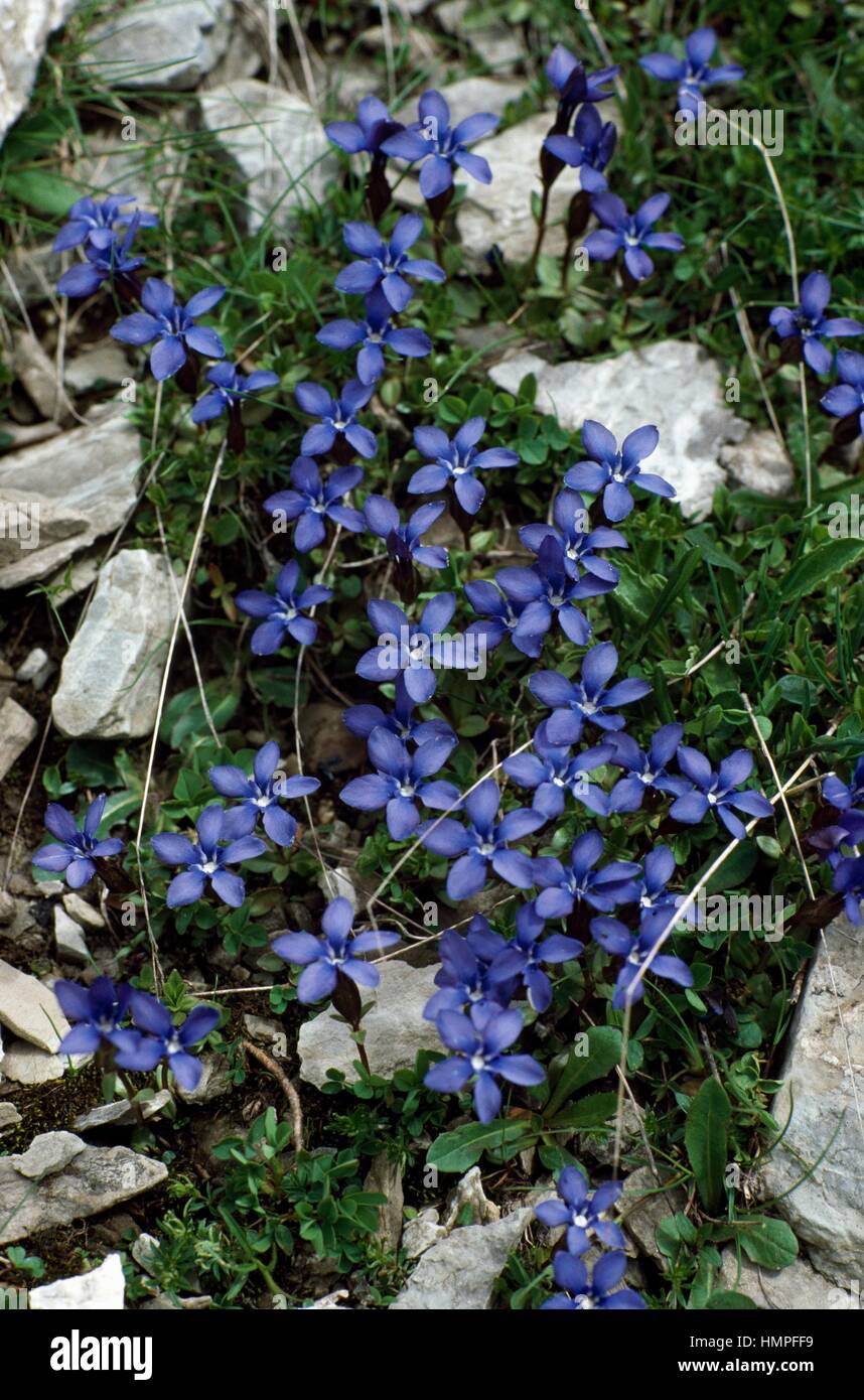 Gentian (Gentiana sp), Gentianaceae Stock Photo - Alamy
