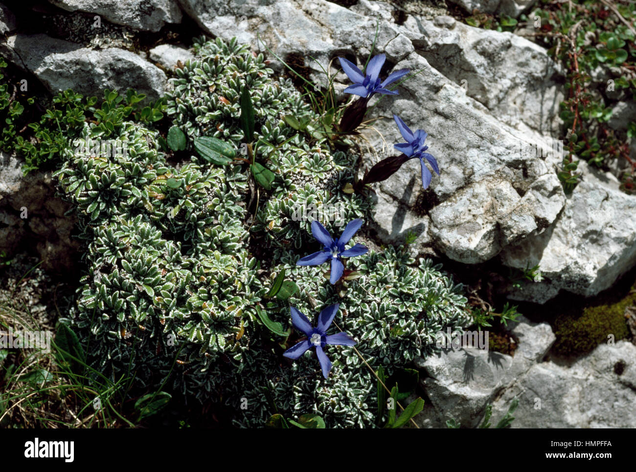 Gentian gentiana sp hi-res stock photography and images - Alamy