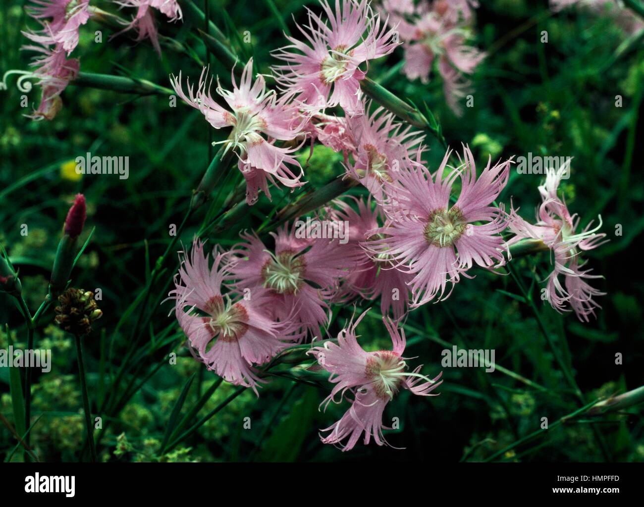 Carnation (Dianthus sp), Caryophyllaceae Stock Photo - Alamy