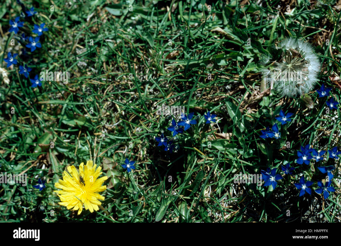 Spring gentian (Gentiana verna), Gentianaceae Stock Photo - Alamy