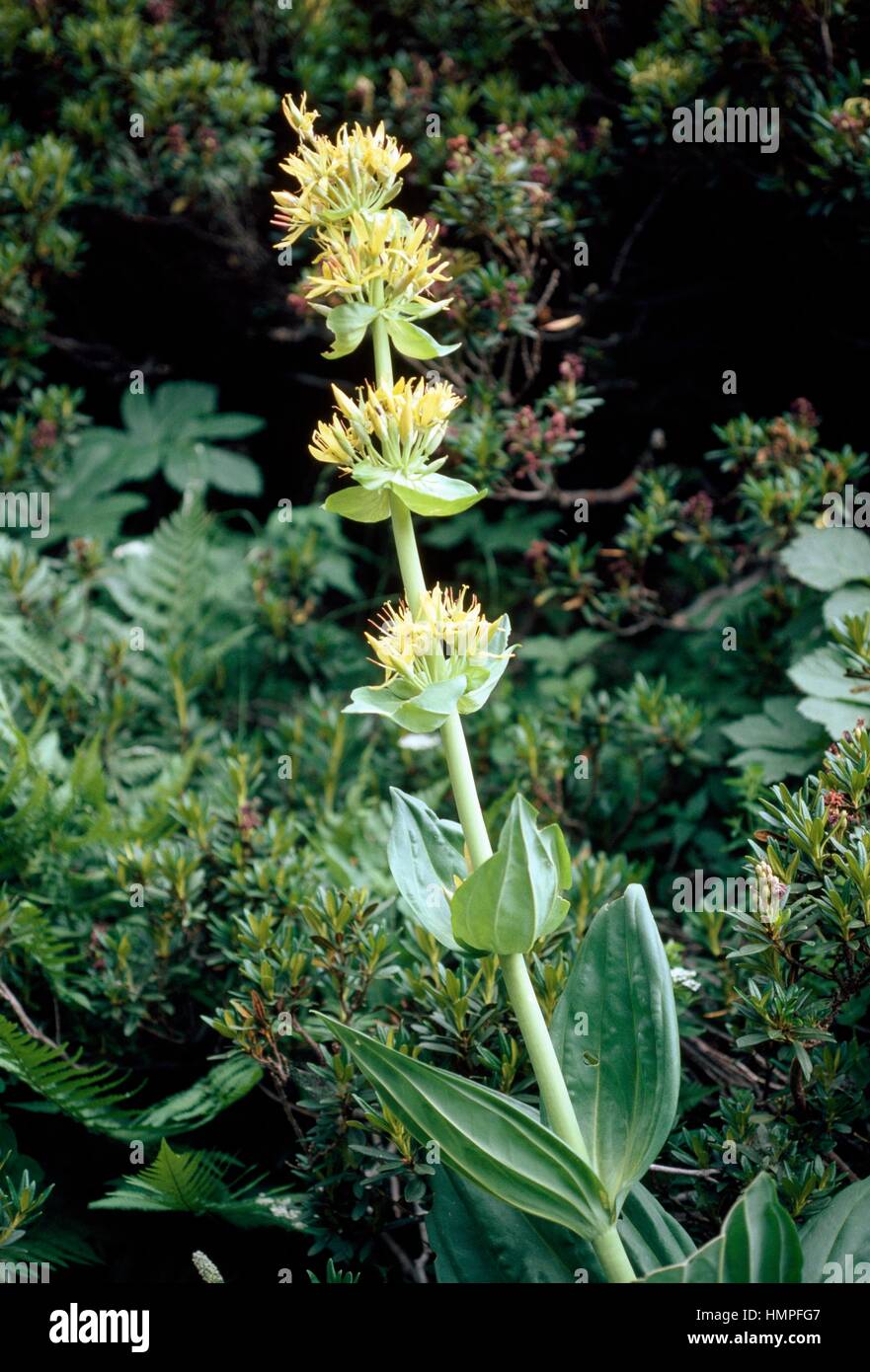 Great yellow gentian or Yellow Gentian (Gentiana lutea), Gentianaceae ...