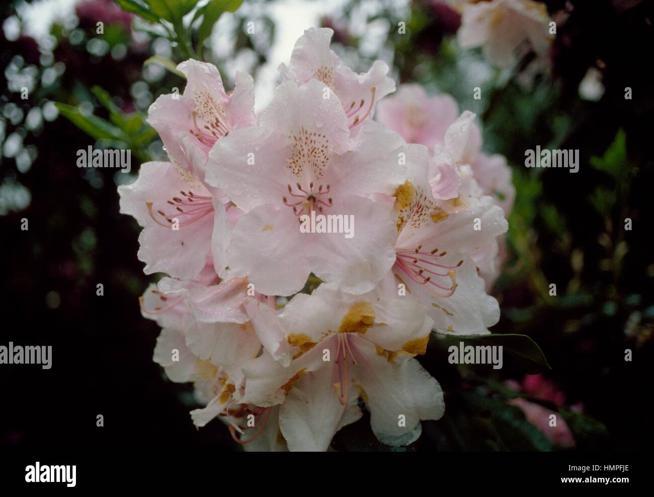 Alpenrose (Rhododendron ferrugineum), Ericaceae Stock Photo - Alamy