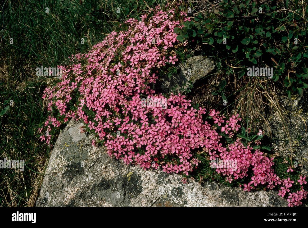 Moss Campion (Silene acaulis), Caryophyllaceae Stock Photo - Alamy