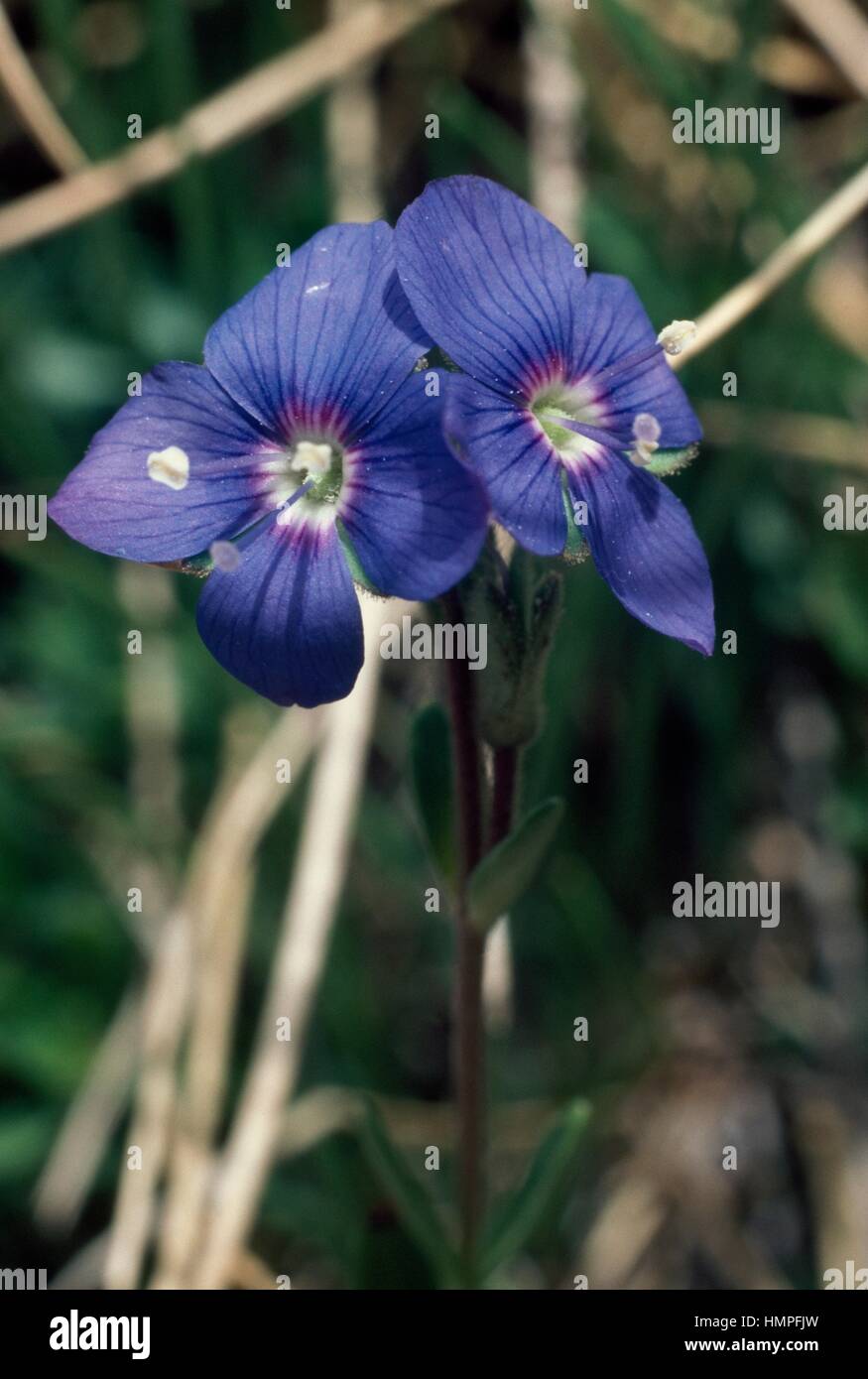 Speedwell (Veronica sp), Plantaginaceae Stock Photo - Alamy