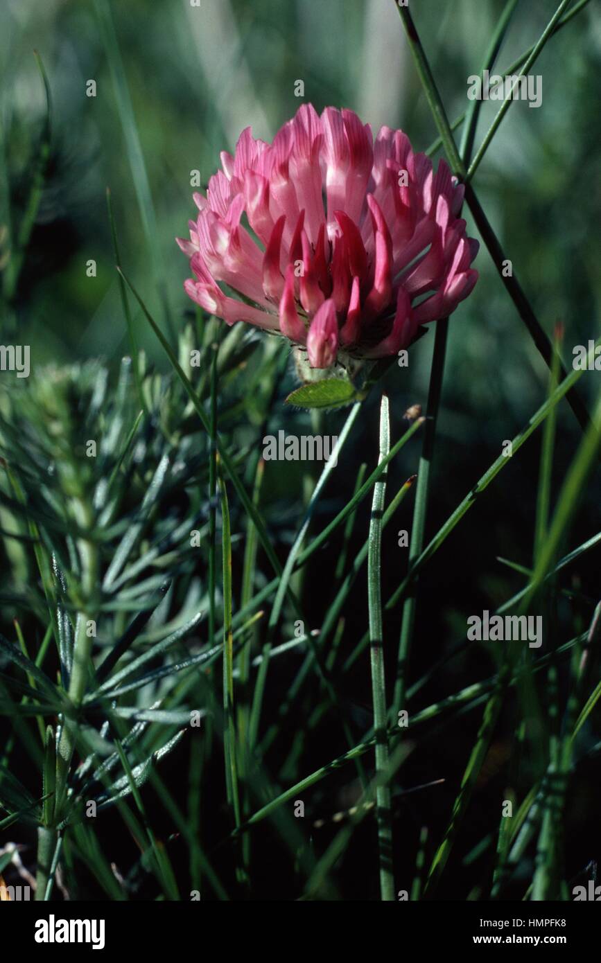 Red Clover (Trifolium pratense), Fabaceae Stock Photo - Alamy