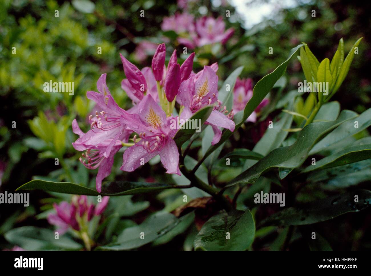 Alpenrose (Rhododendron ferrugineum), Ericaceae Stock Photo - Alamy