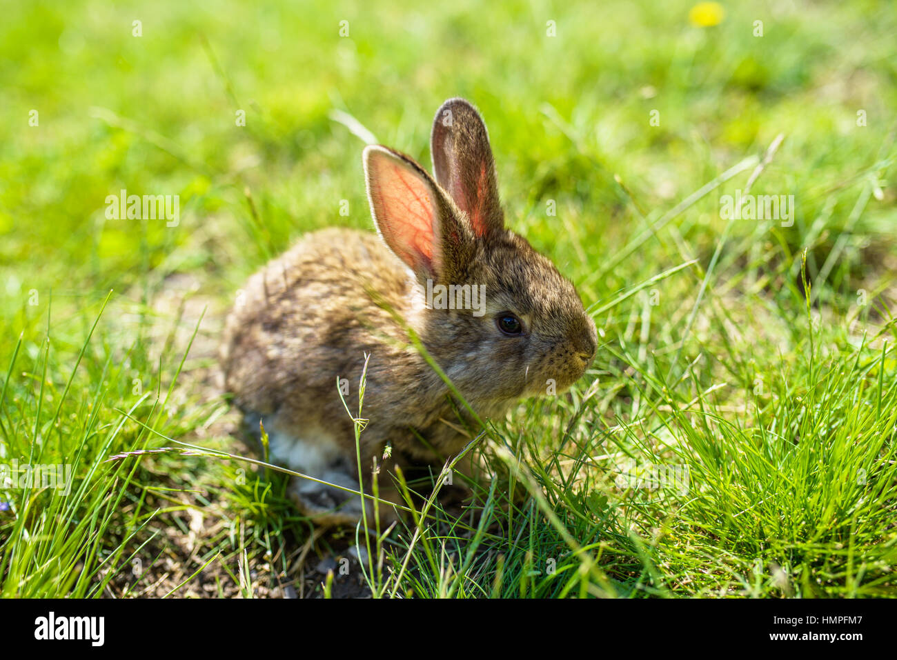 Jack rabbit eating hi-res stock photography and images - Alamy