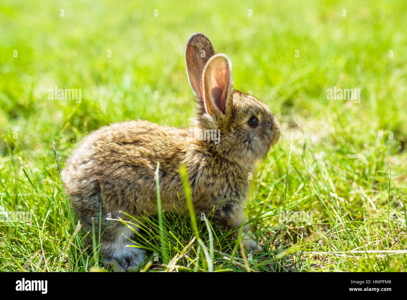 Young jack rabbit hi-res stock photography and images - Alamy